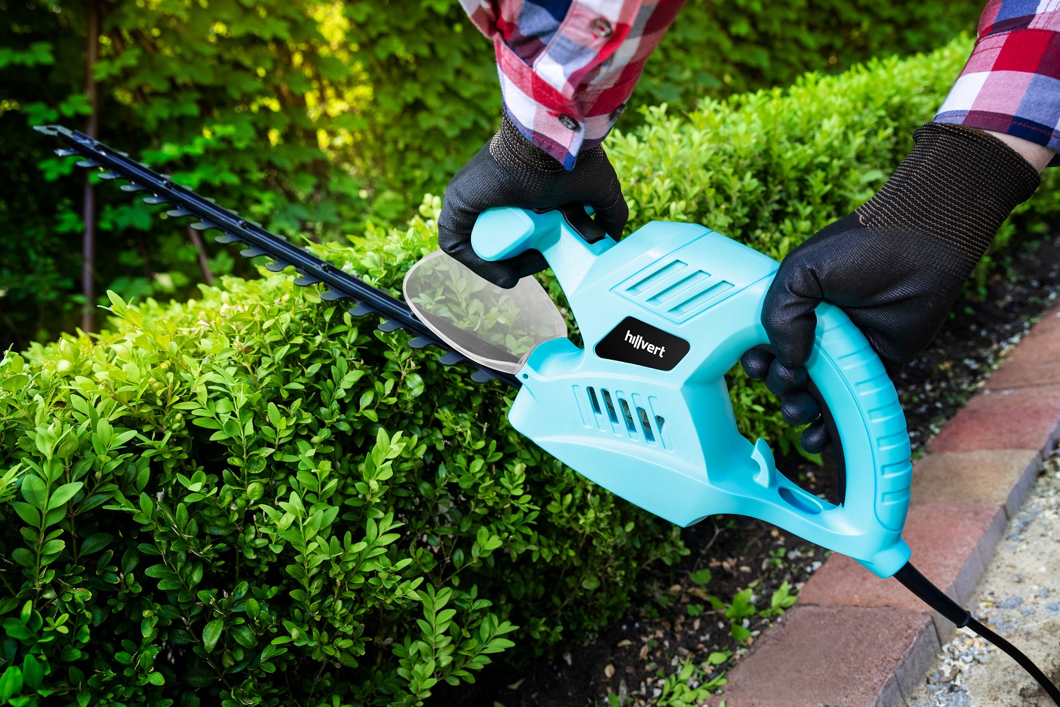 When and how to prune conifers | expondo.co.uk