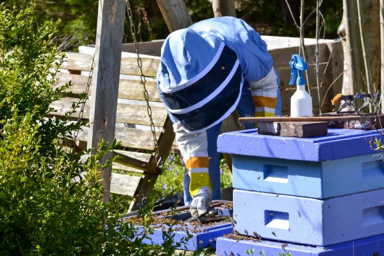 Hive cleaning and sterilisation - a beekeeper's guide | expondo.co.uk